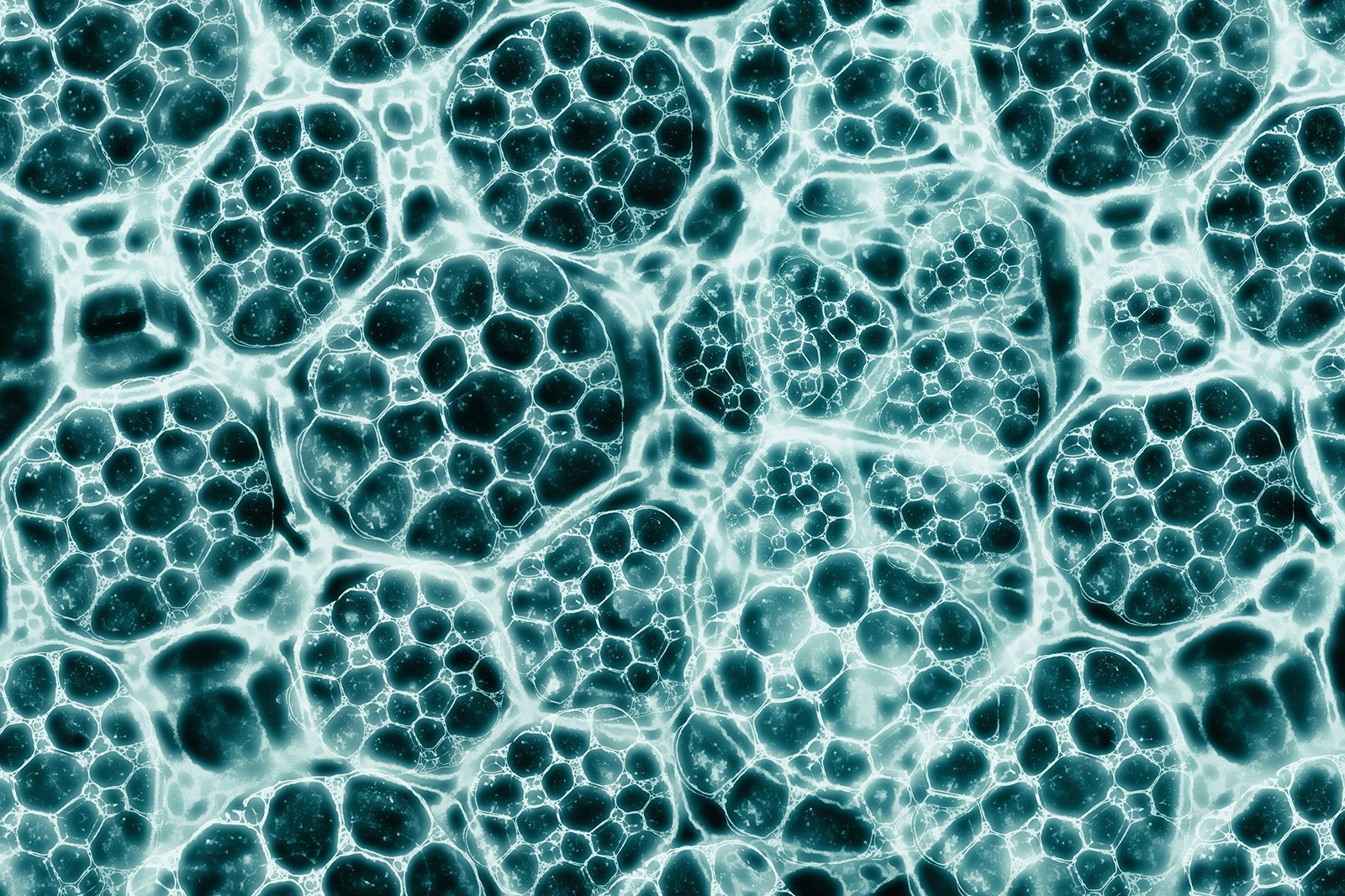 Biomaterials vs Tissue Engineering - what is the difference? Biomaterials vs Tissue Engineering - what is the difference?